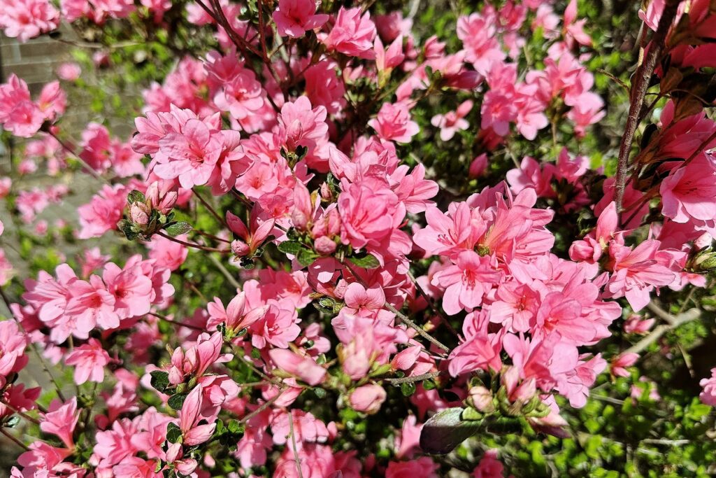 Blooming - Cafe Ludwig
