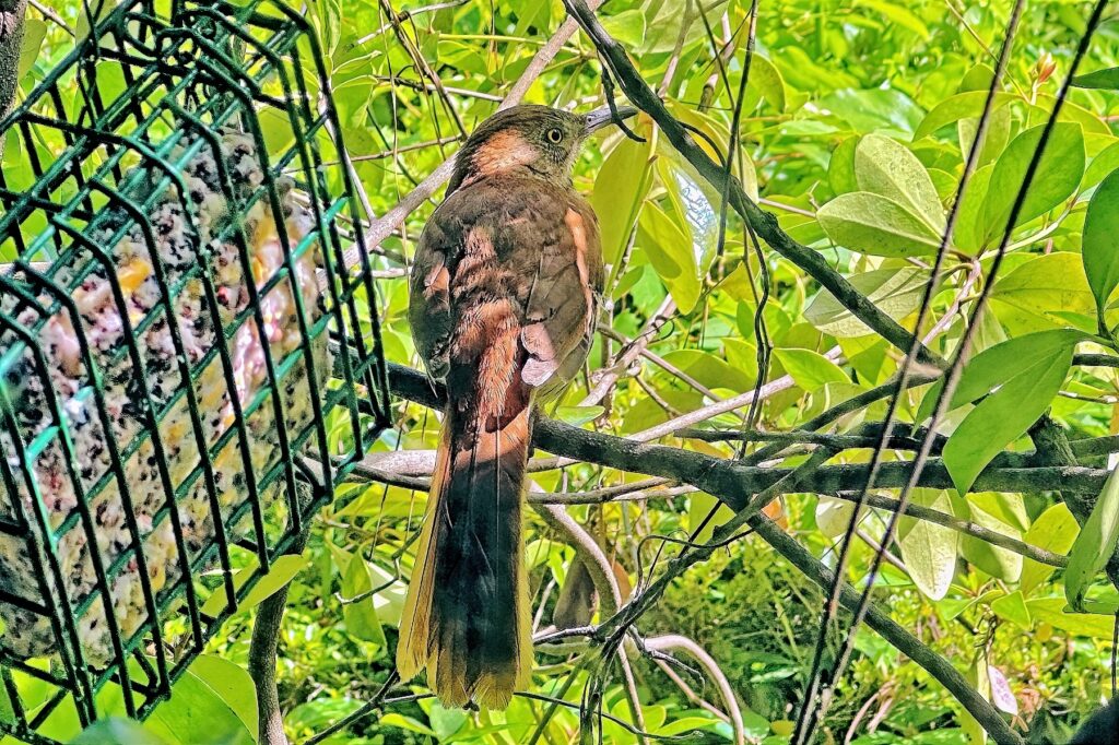 Brown Thrasher - Cafe Ludwig